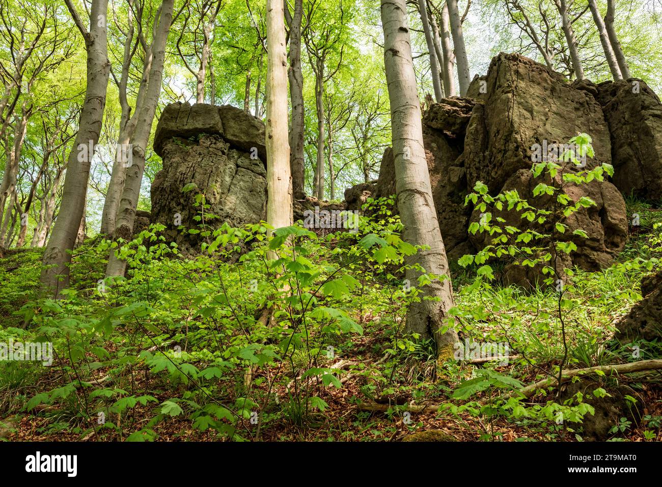 Tree growing around rock hi-res stock photography and images - Alamy