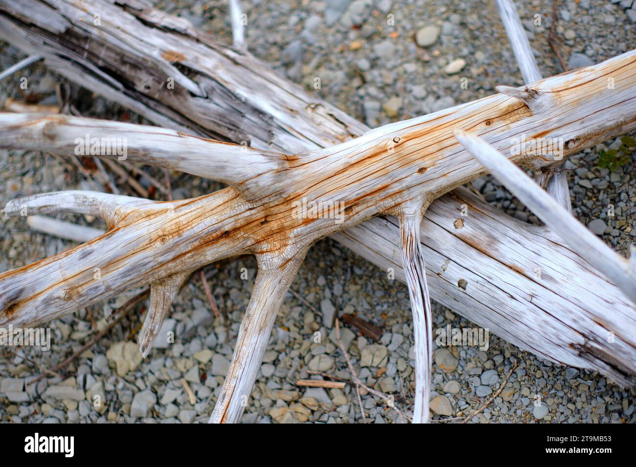 Dead trunks hi-res stock photography and images - Alamy