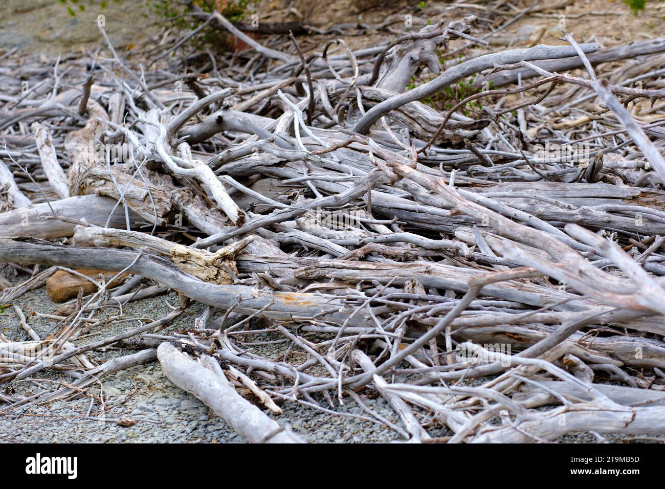 Dead trunks hi-res stock photography and images - Alamy