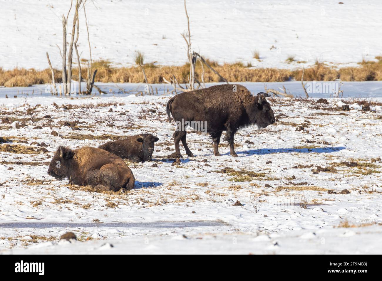 American bison (Bison bison), also called the American buffalo in ...