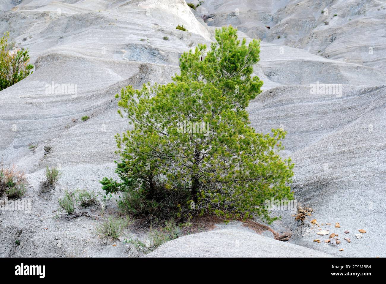 Arid and stony craggy zone with little poor vegetation Stock Photo - Alamy