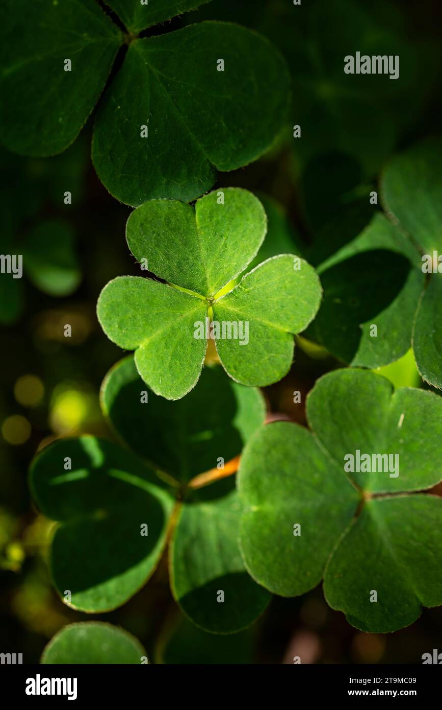 Cluster of clover-like wood sorrel (Oxalis acetosella) growing on a ...