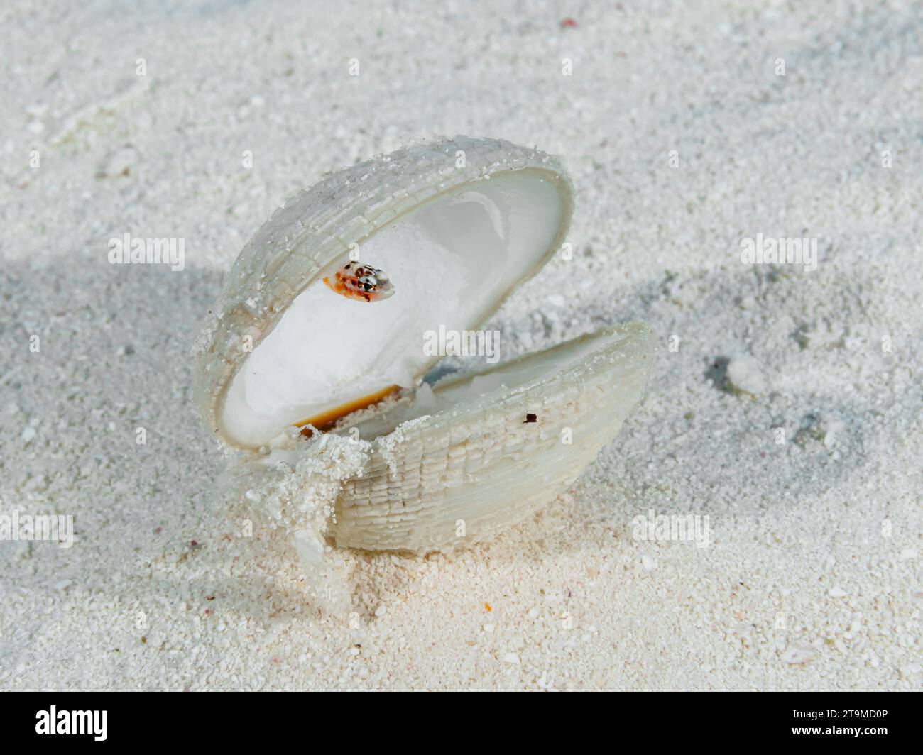 A tiny tobaccofish hides in an empty shell Stock Photo - Alamy