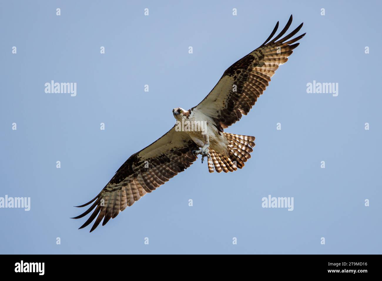 Beautiful view osprey eagle hi-res stock photography and images - Alamy