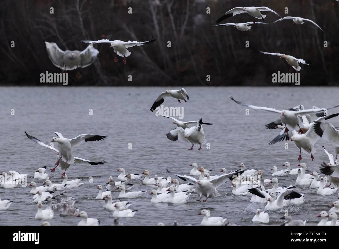 Snow goose (Anser caerulescens) autumn migration in Quebec, Canada ...