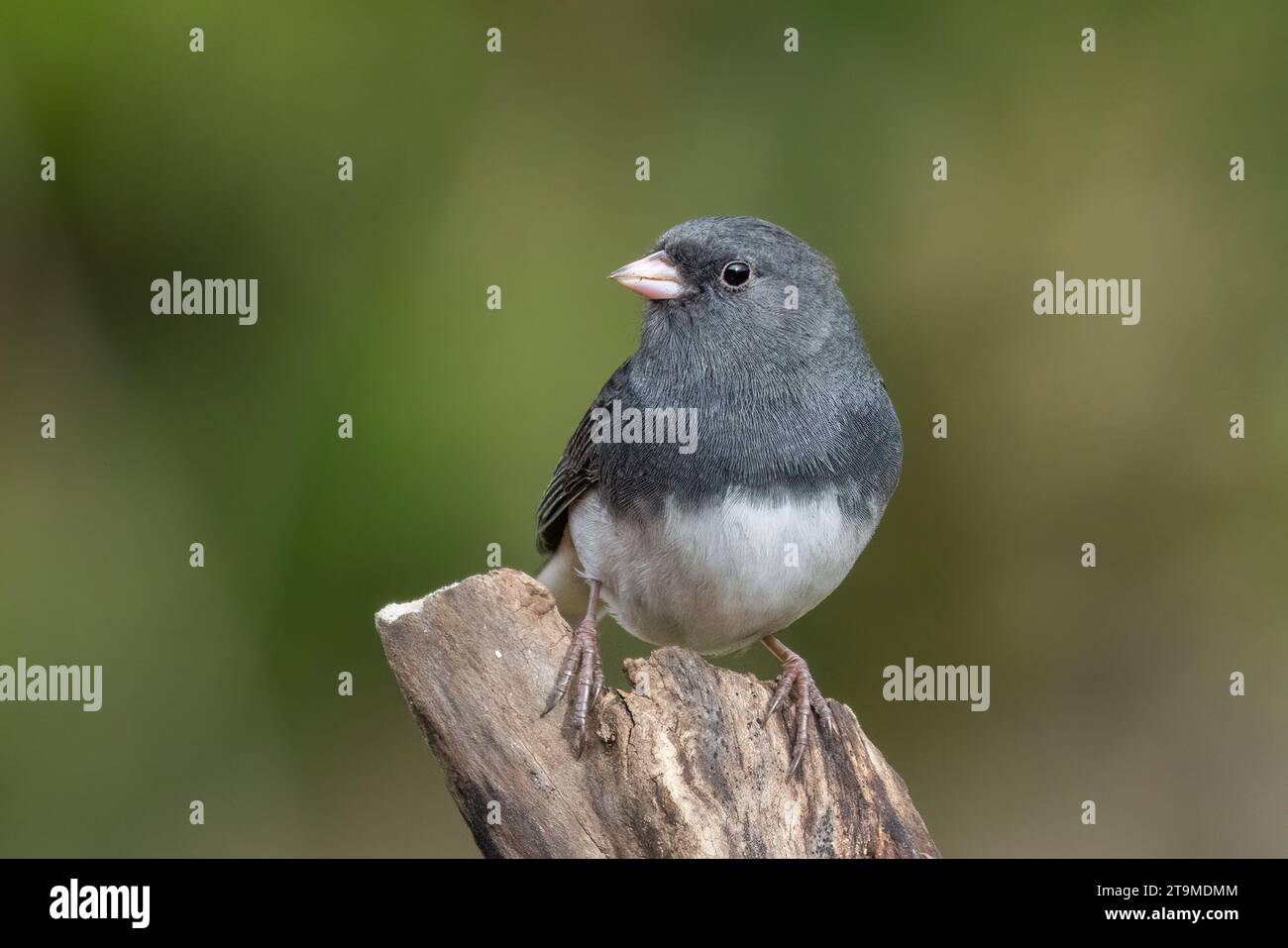 Beautiful yellow eyed junco hi-res stock photography and images - Alamy