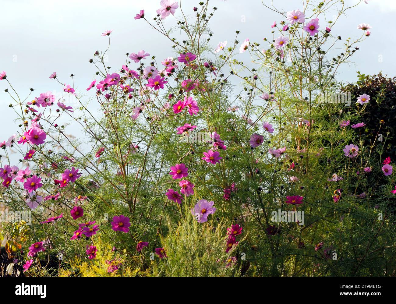 A mass of Cosmos flowering plants growing upright in October Stock ...