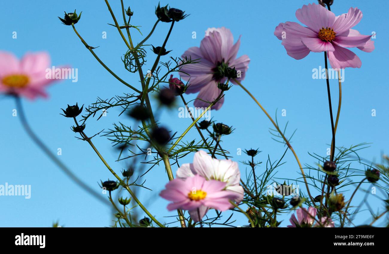 Pink Cosmos flowering plants against a pure blue October sky Stock ...