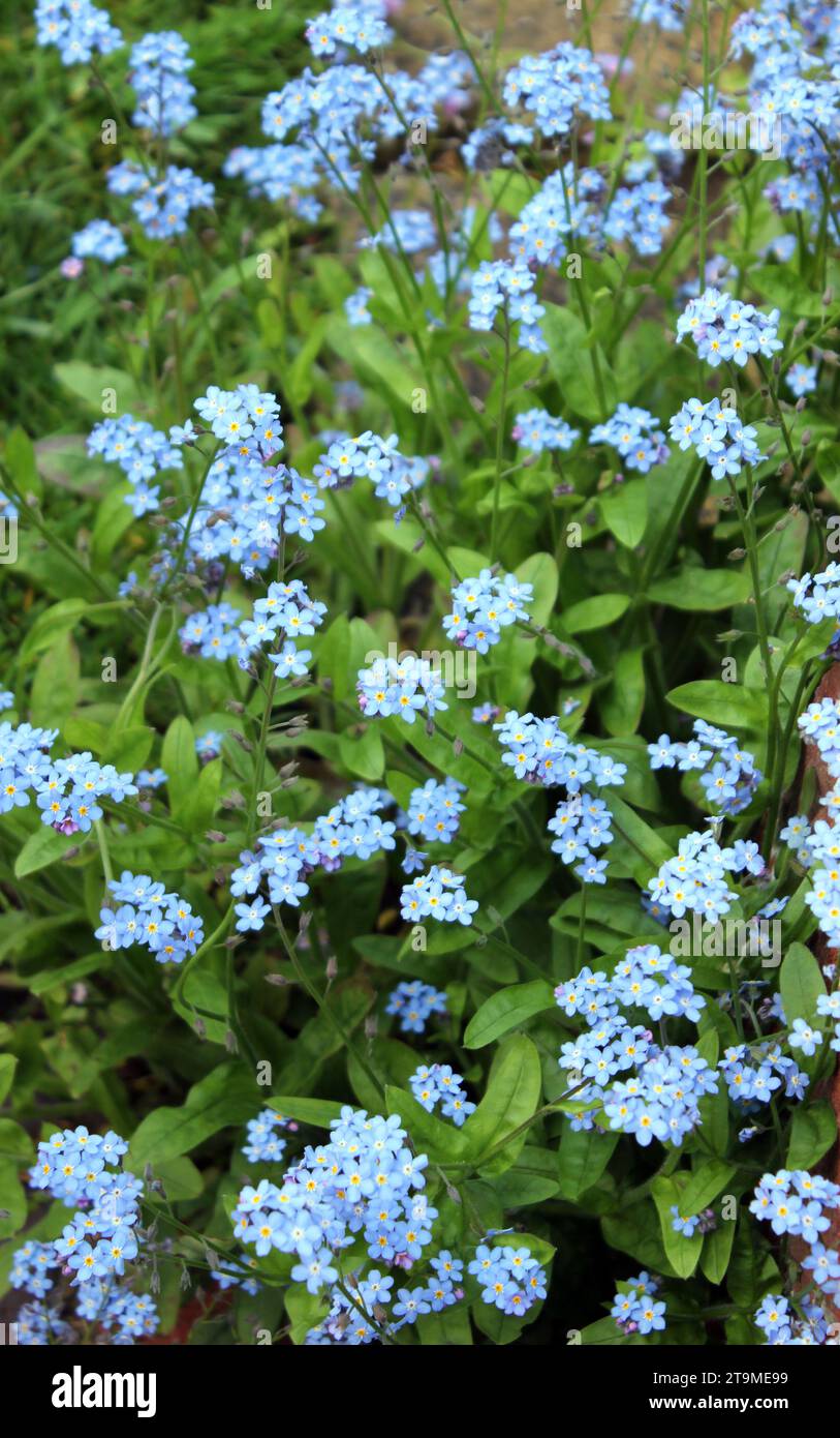 A blue carpet of spring flowering forget-me-nots (Myosotis sylvatica ...