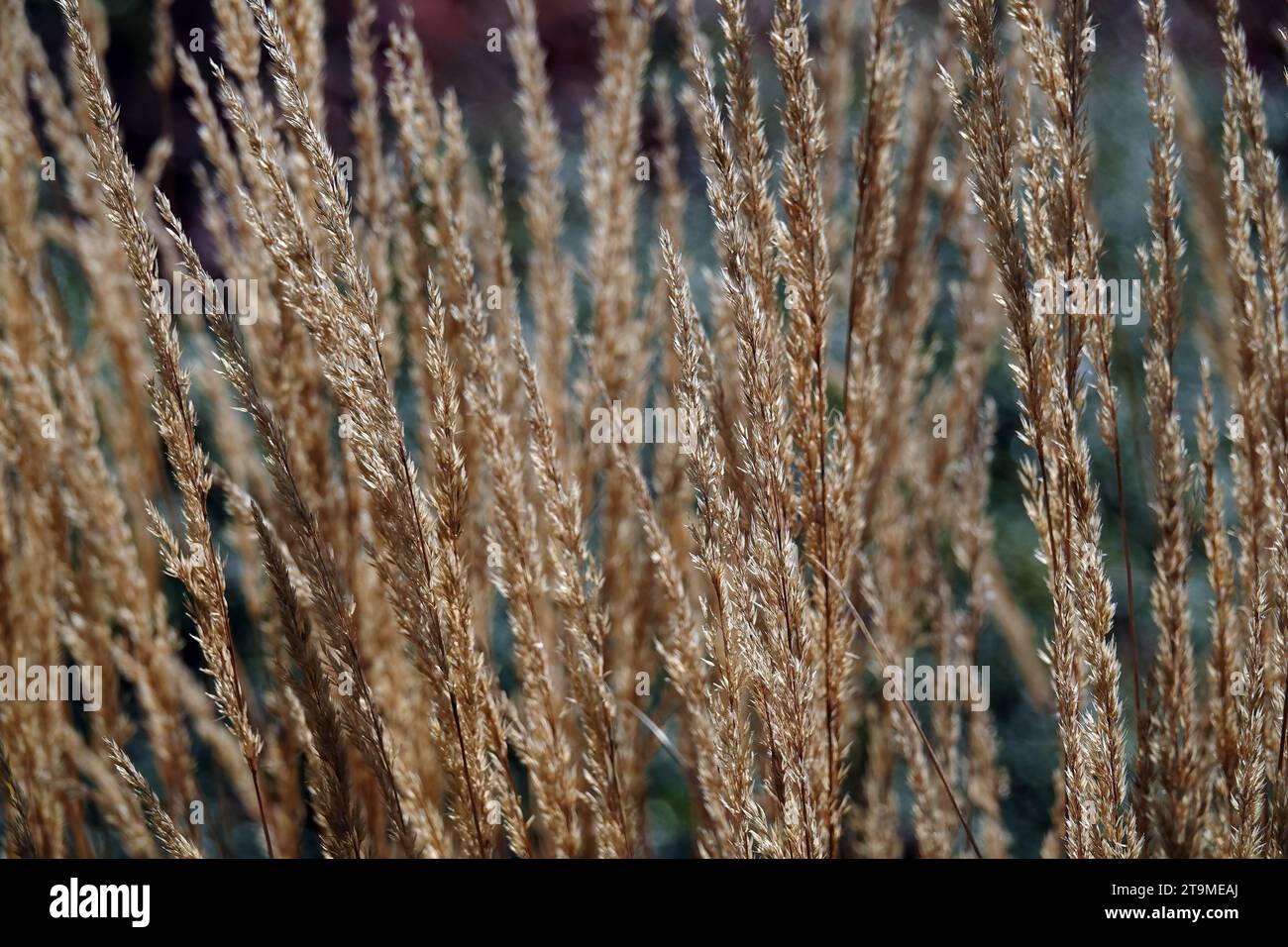 Plant - Reed grass is a decoration for the home garden Stock Photo - Alamy
