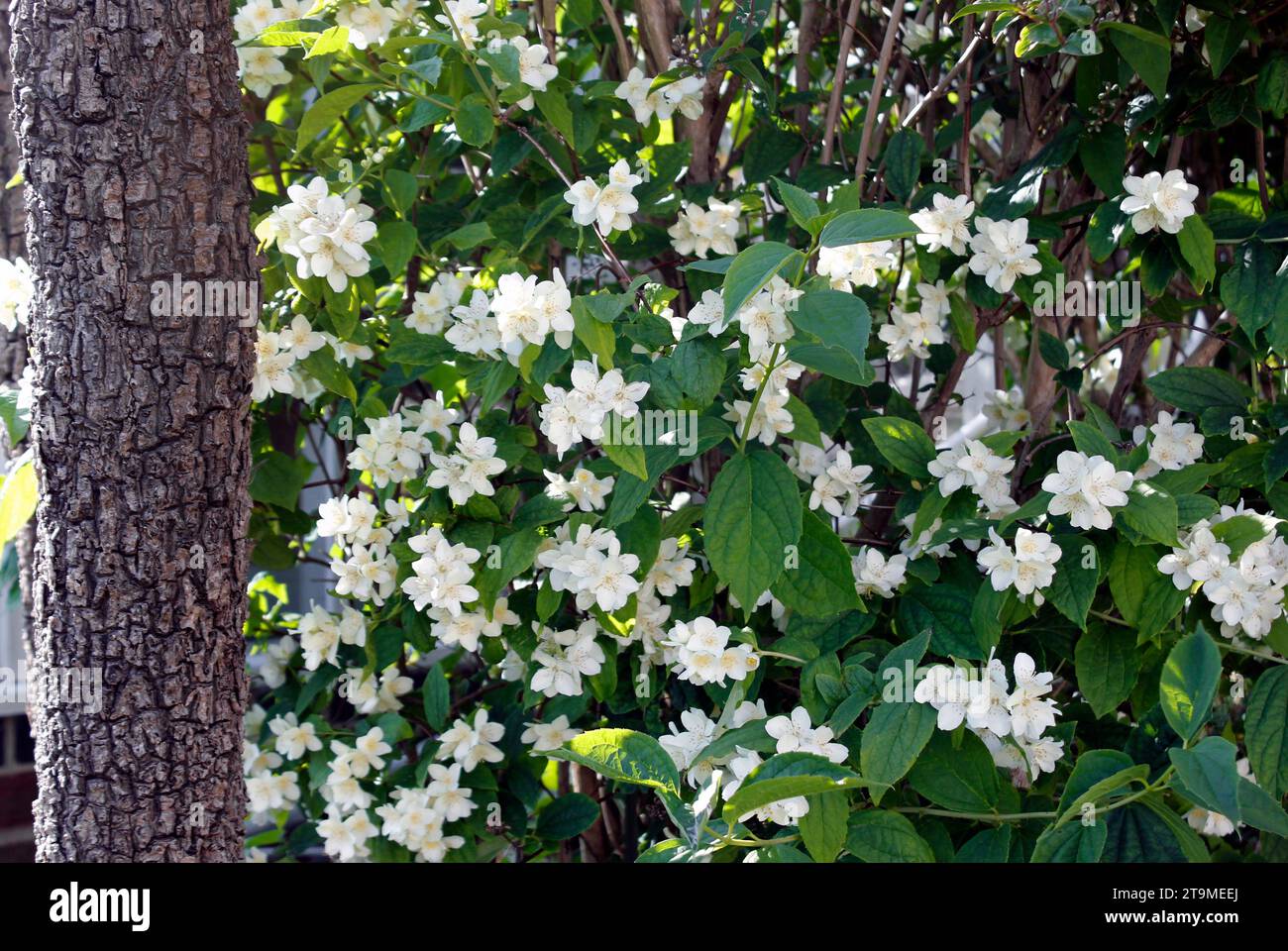 Scented Philadelphus 'mock orange' flowering shrub growing next to a ...