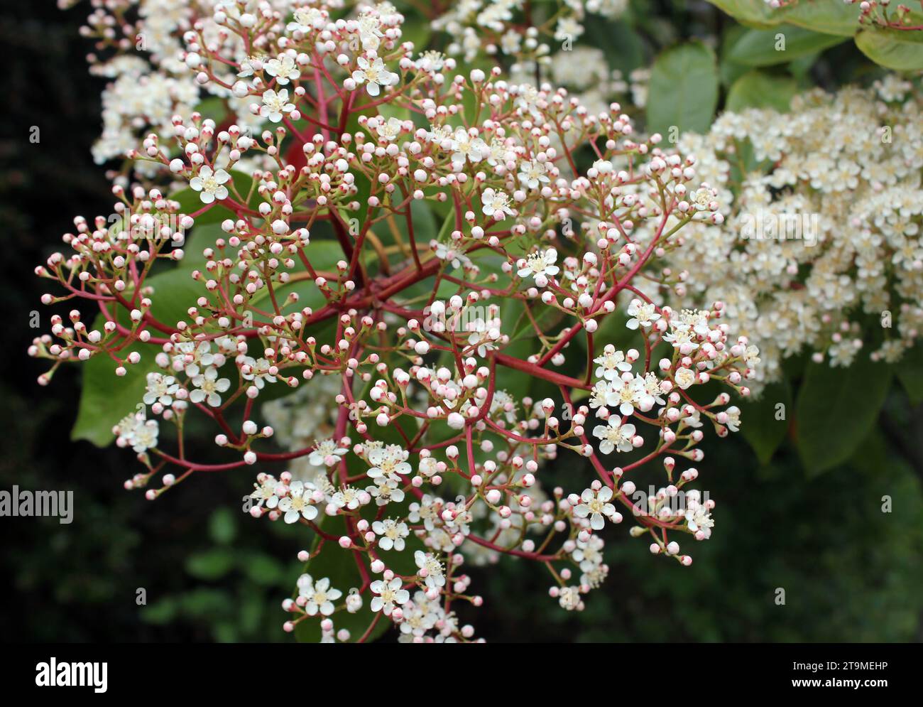Close-up of flower on Red Robin 'Photina x fraseri' standard tree Stock ...