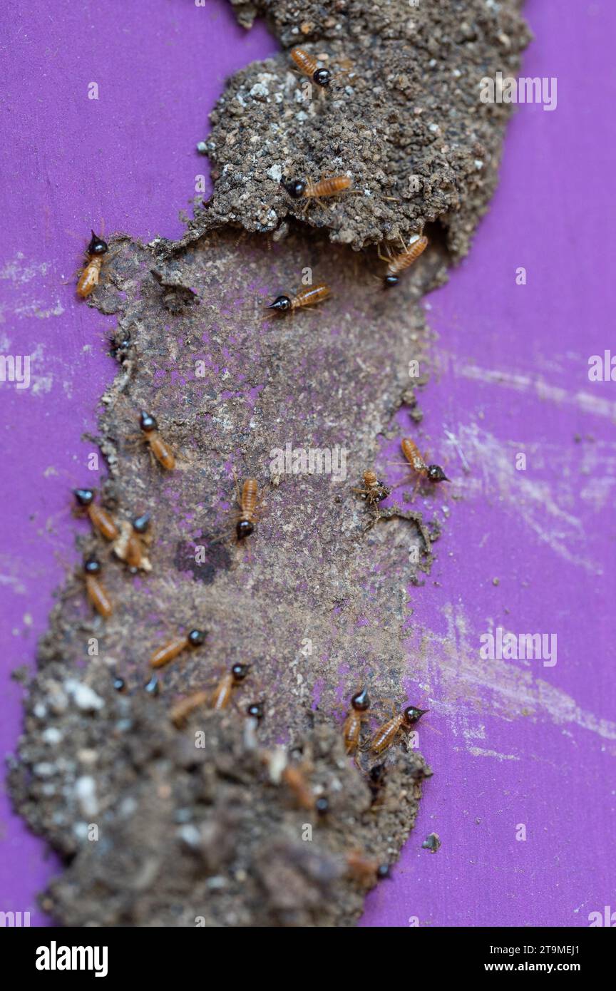 Termites bugs colony macro close up view Stock Photo - Alamy