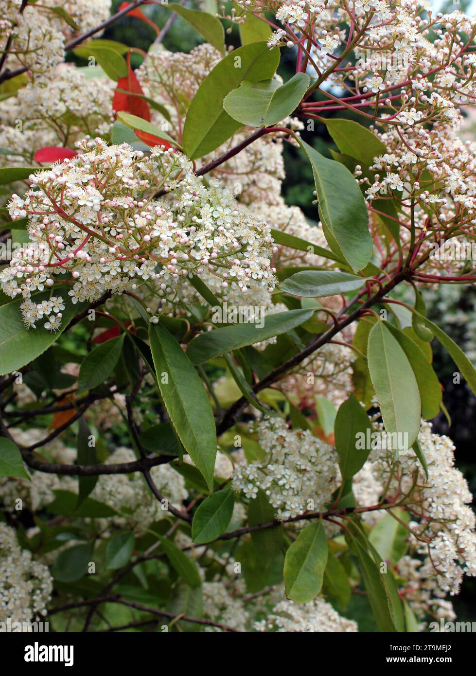 Dense cluster delicate white flowers hi-res stock photography and ...