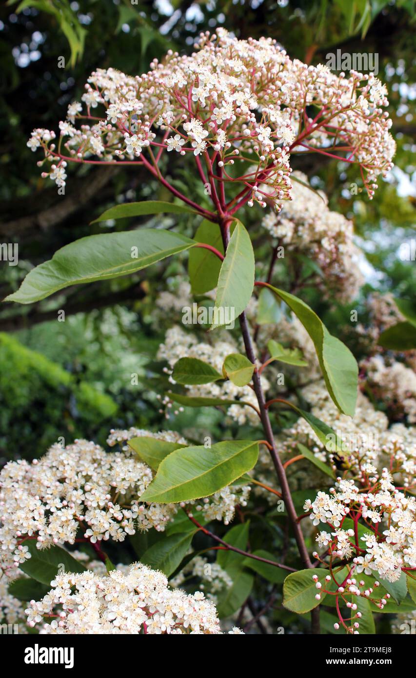 Close-up of flower on Red Robin 'Photina x fraseri' standard tree Stock ...