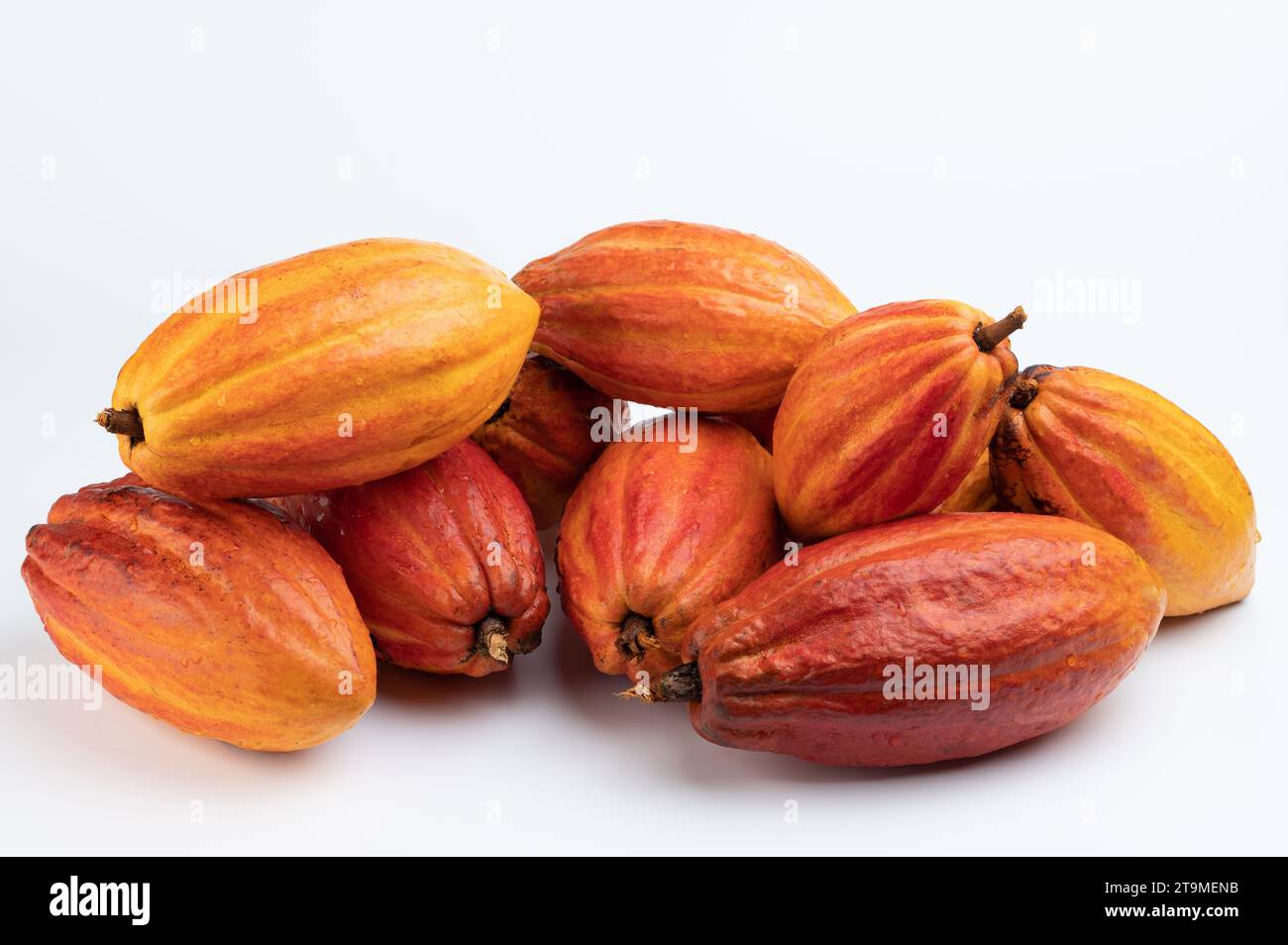 Fresh wet cacao pods cut isolated on white studio background Stock ...