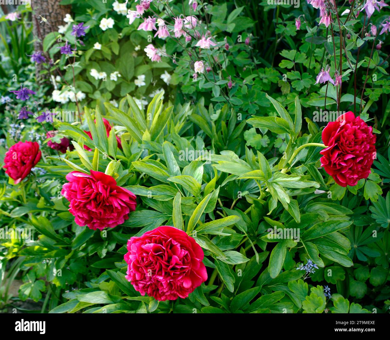 Crimson red Peony (Paeonia) flowers against a background of Aquilegia ...