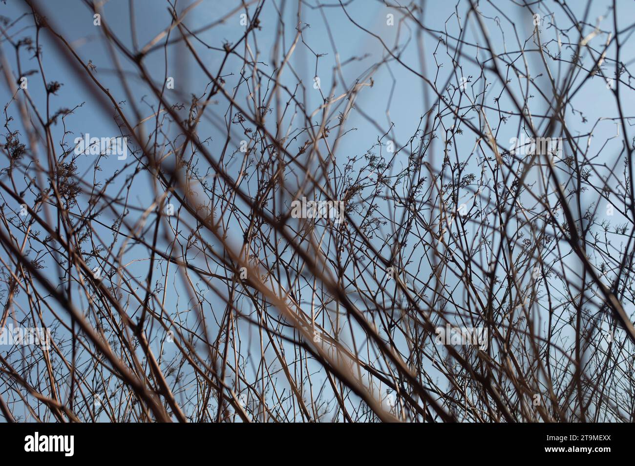 Branches of plants without leaves. Wood details. Bushes against sky ...