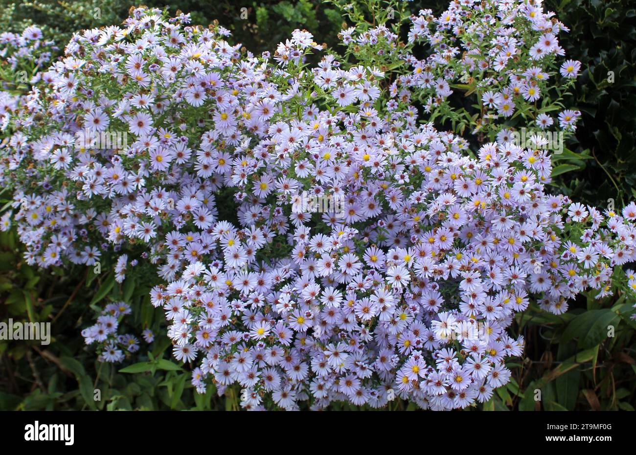 Symphyotrichum 'Little Carlow' Aster (Cordifolius Hybrid) masses of ...