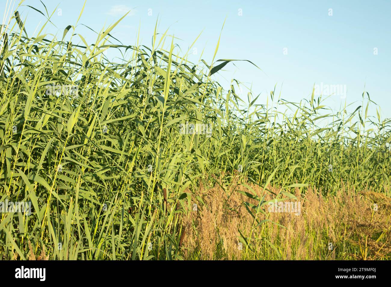 Swamp grass in hi-res stock photography and images - Alamy