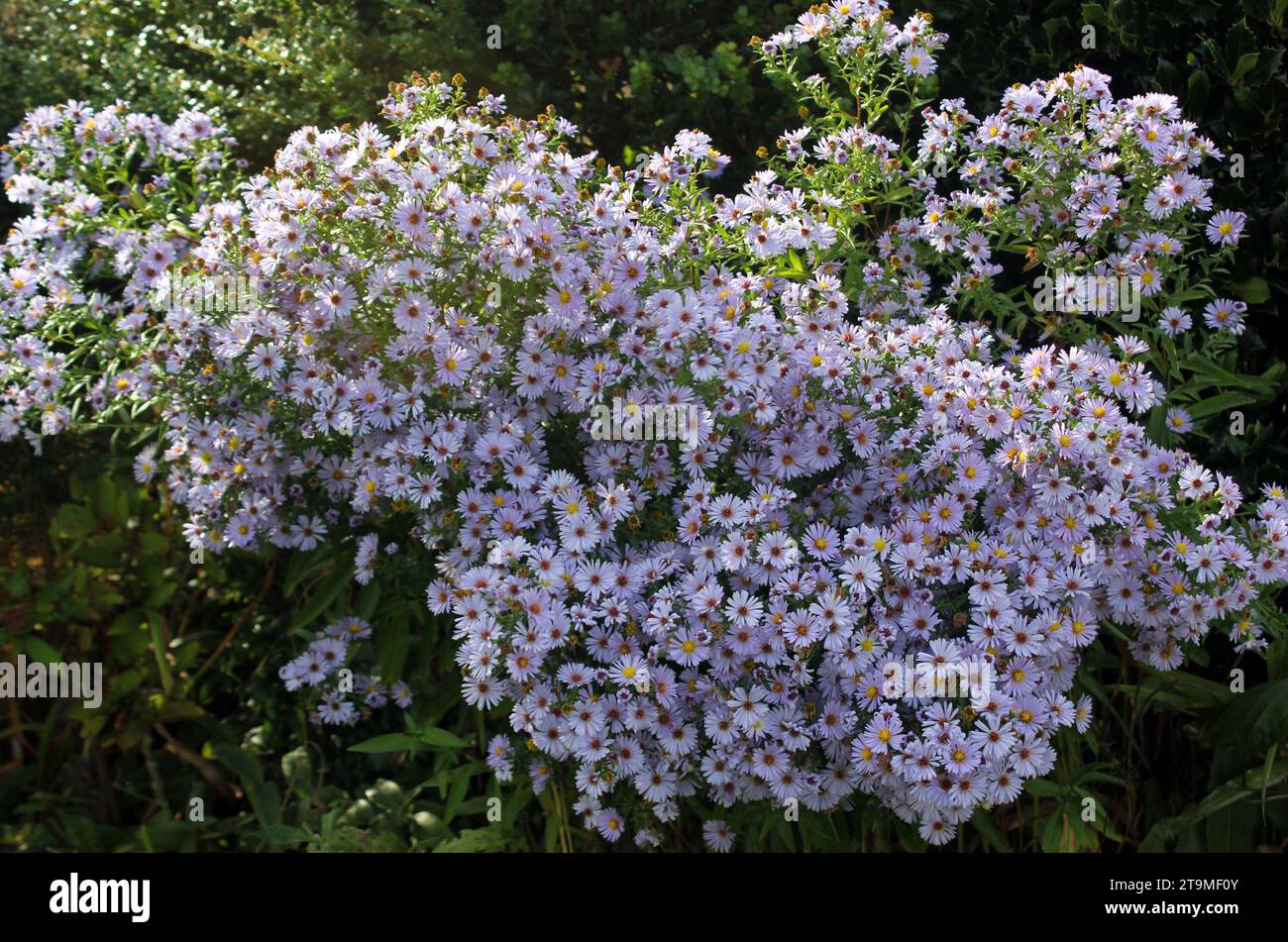 Symphyotrichum 'Little Carlow' Aster (Cordifolius Hybrid) masses of ...