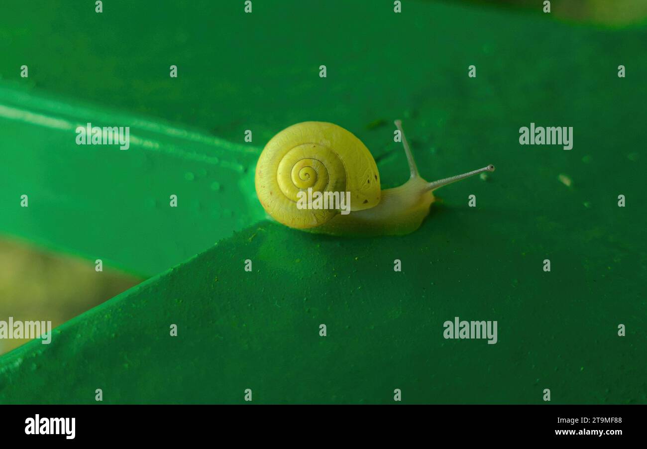 small yellow snail on green background, waterfall Ladjevac, Raca ...