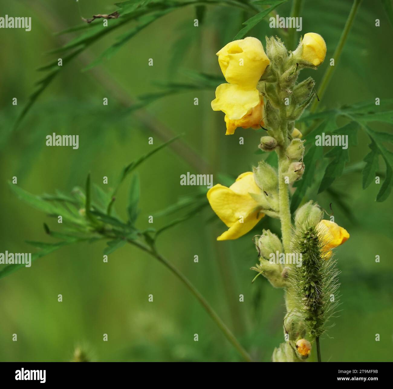 Flower Common mullein or bear's ear is a biennial herbaceous medicinal ...