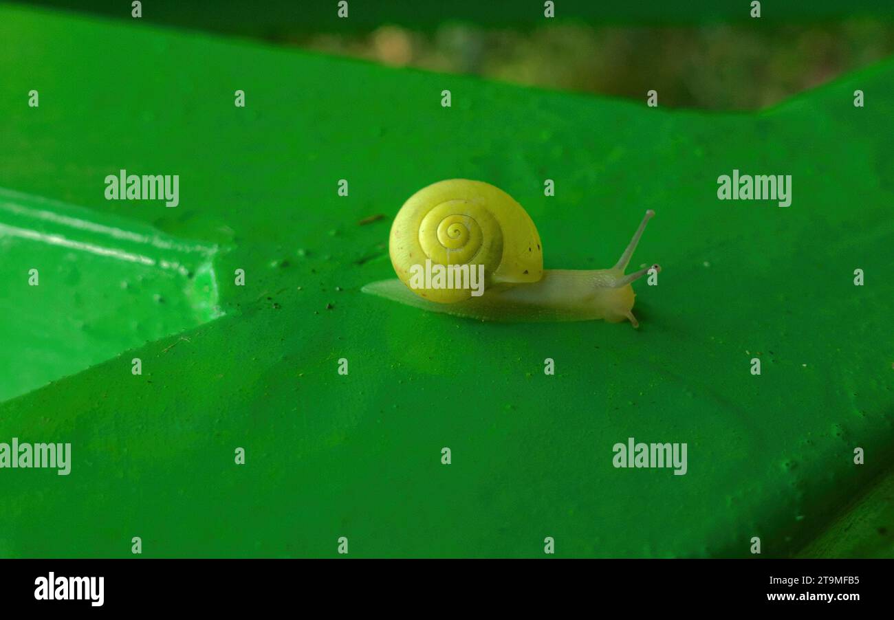 small yellow snail on green background, waterfall Ladjevac, Raca ...