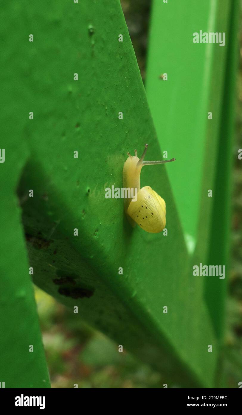 small yellow snail on green background, waterfall Ladjevac, Raca ...
