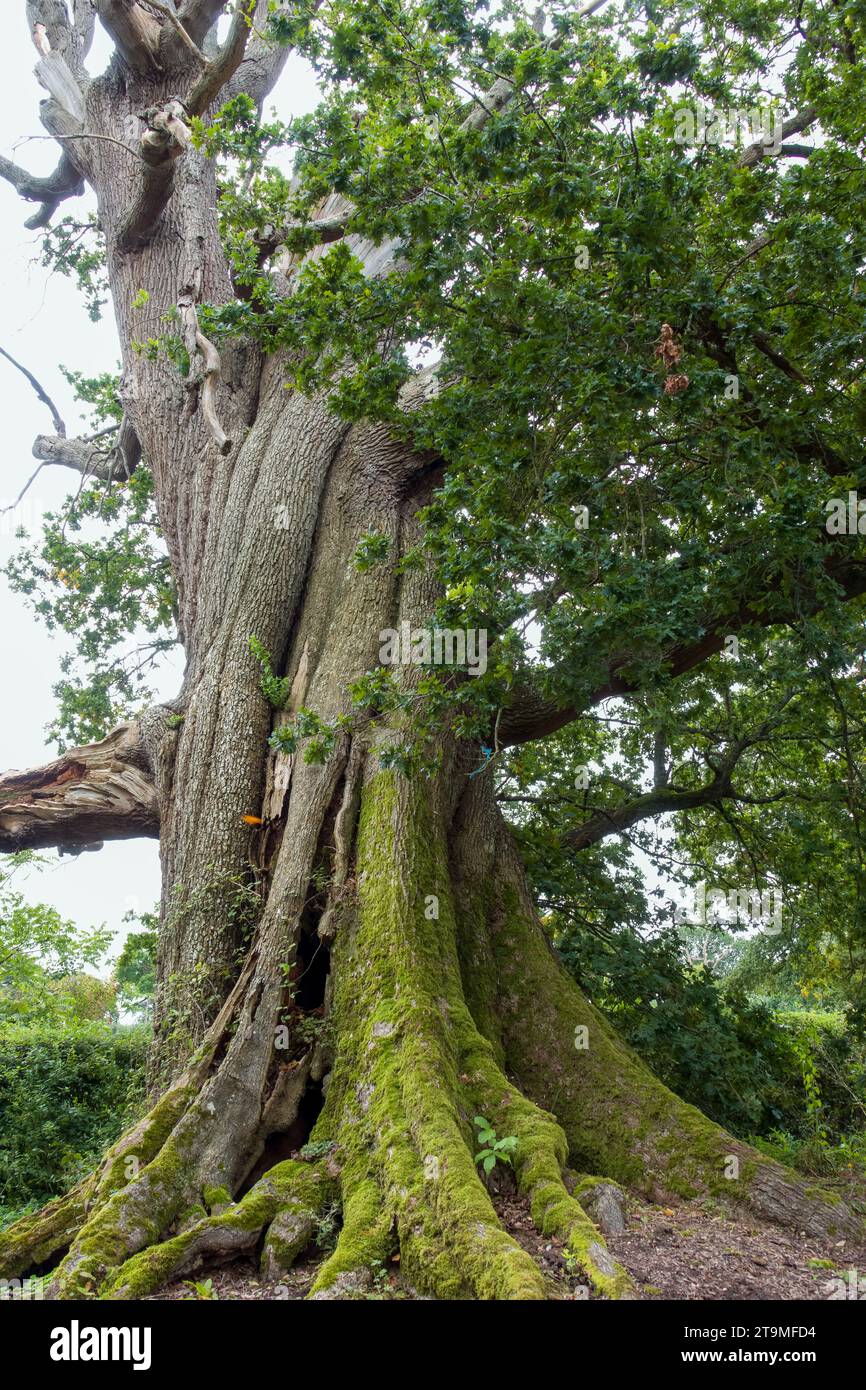 The Hundred Guinea Oak Tree and ancient oak tree thought to be more ... The Hundred Guinea Oak Tree and ancient oak tree thought to be more ...
