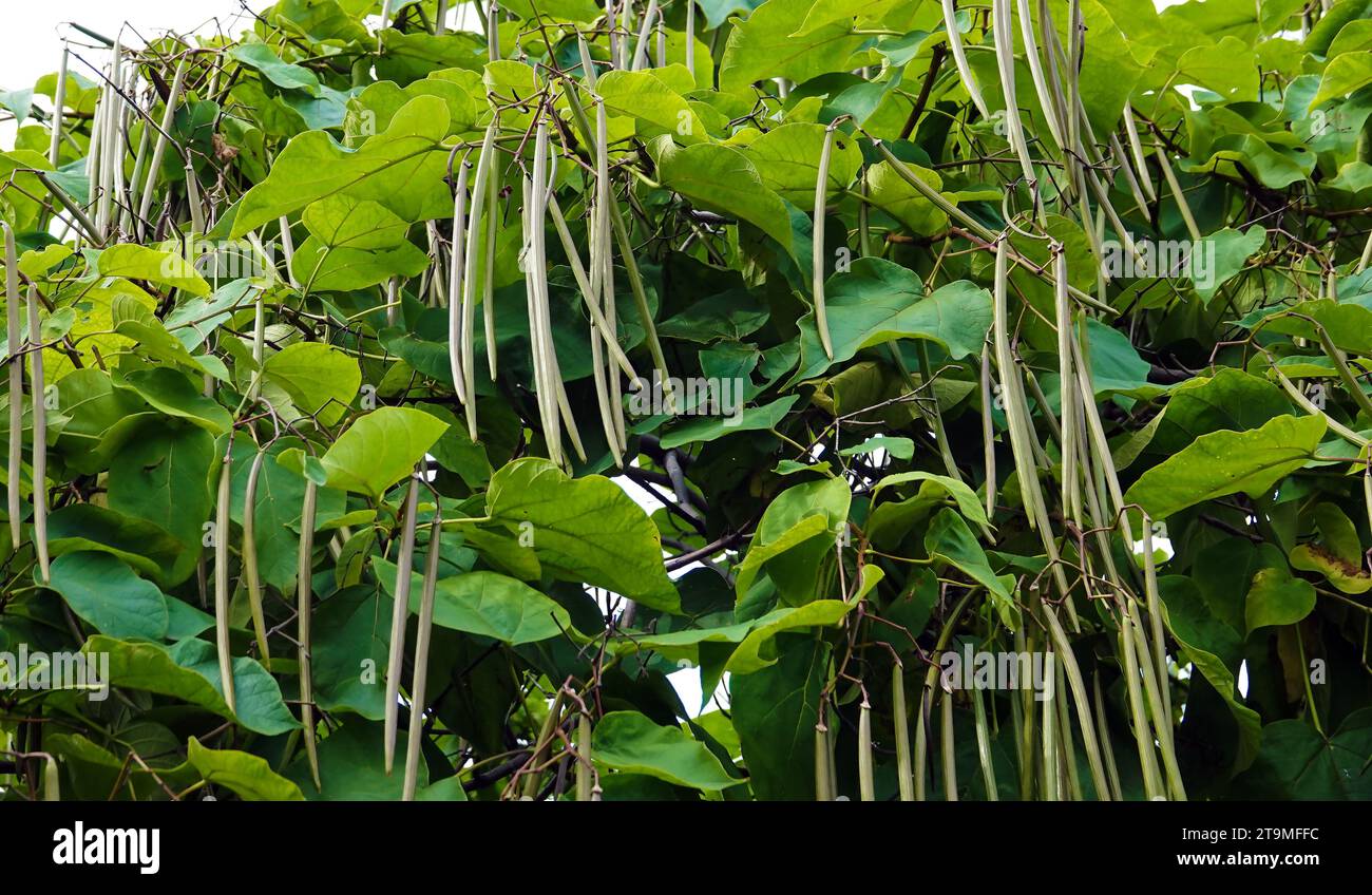 Catalpa tree with its long seeds hanging on a branch like pasta in late ...