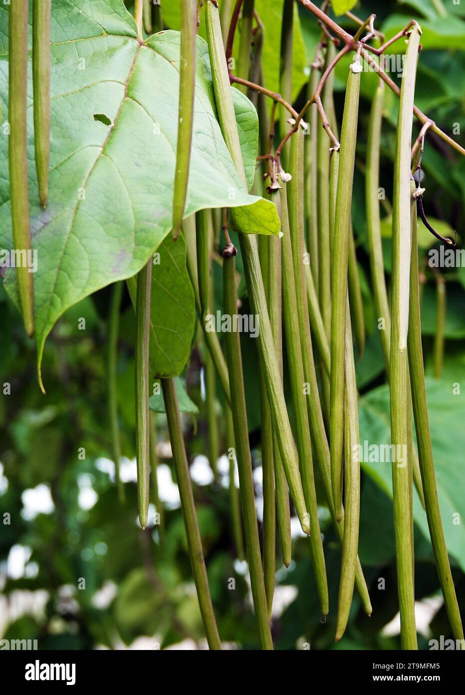 Catalpa tree with its long seeds hanging on a branch like pasta in late ...