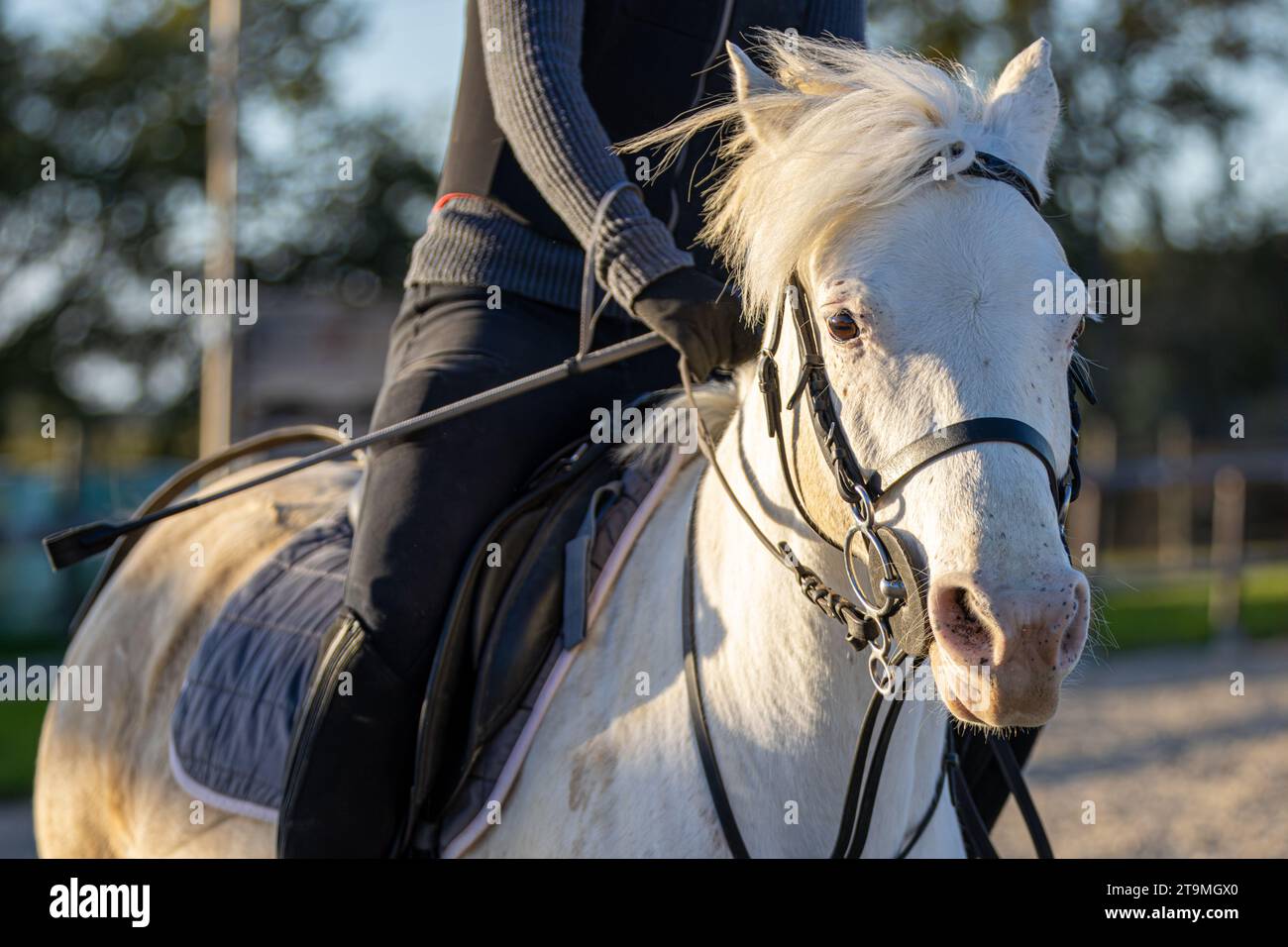 Young girl riding a horse at gallop pace in a equestrian centre Stock ...