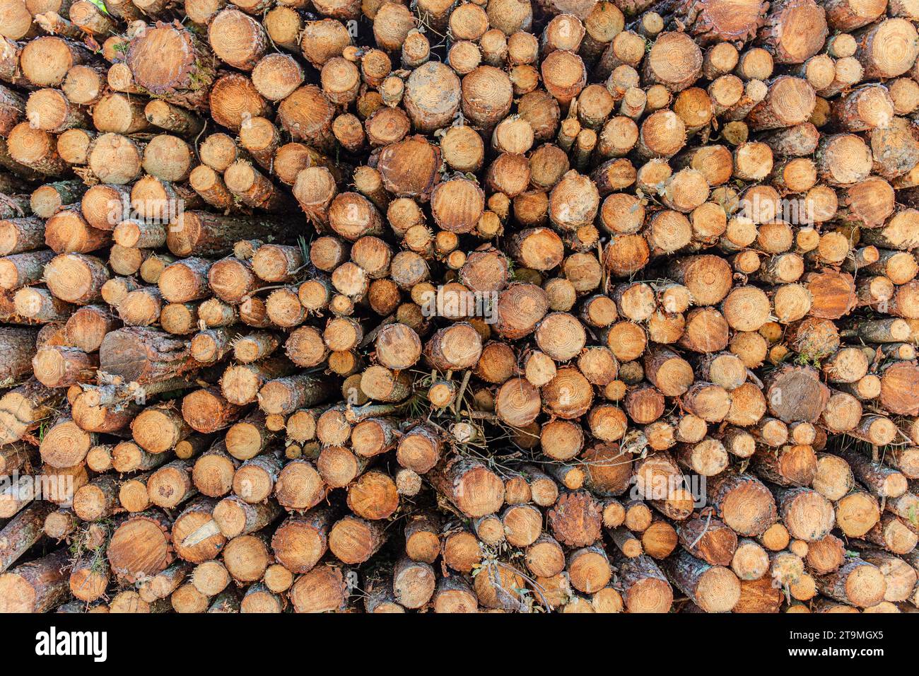 Side view of a huge stack of wood logs in the Landes forest, France ...