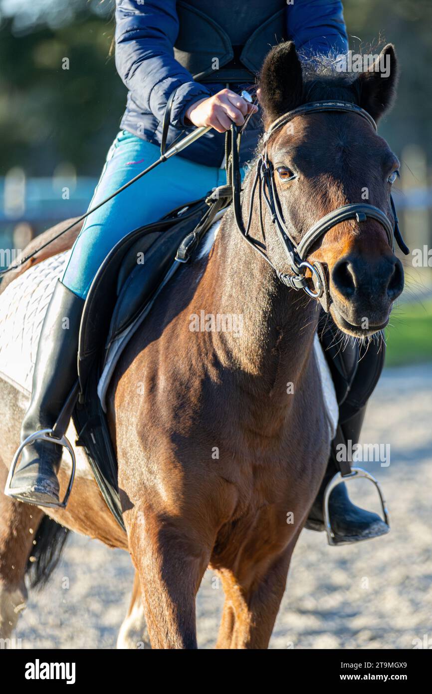 Young girl riding a horse at gallop pace in a equestrian centre Stock ...