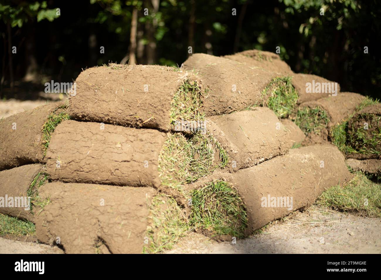 Laying a lawn in the city. Roll of garden grass. A layer of soil with ...