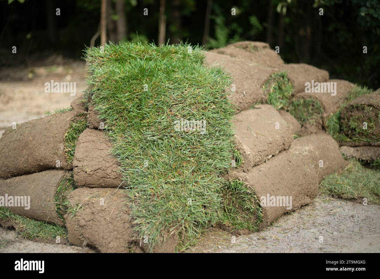 Laying a lawn in the city. Roll of garden grass. A layer of soil with ...