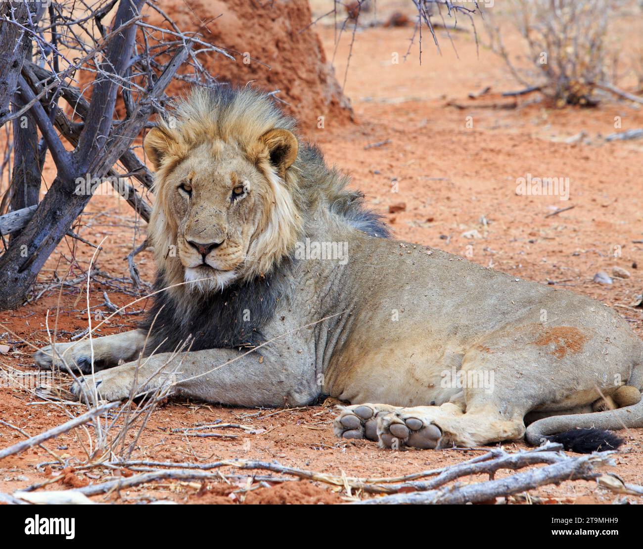 Male Lion Lying under a tree close to the road, near Okawao waterhole ...