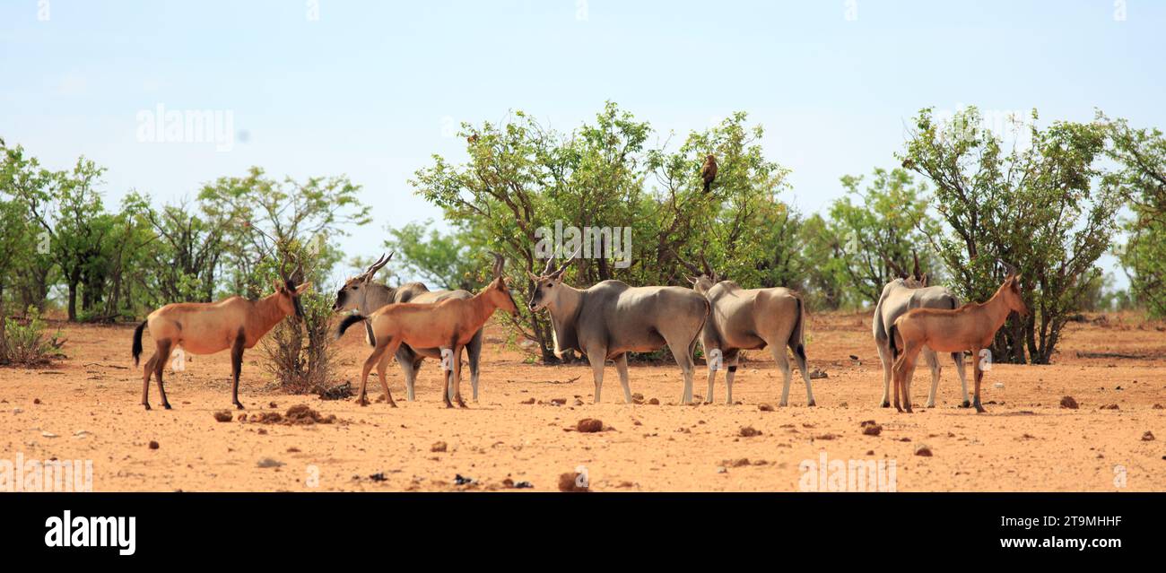 Small herd common eland hi-res stock photography and images - Alamy