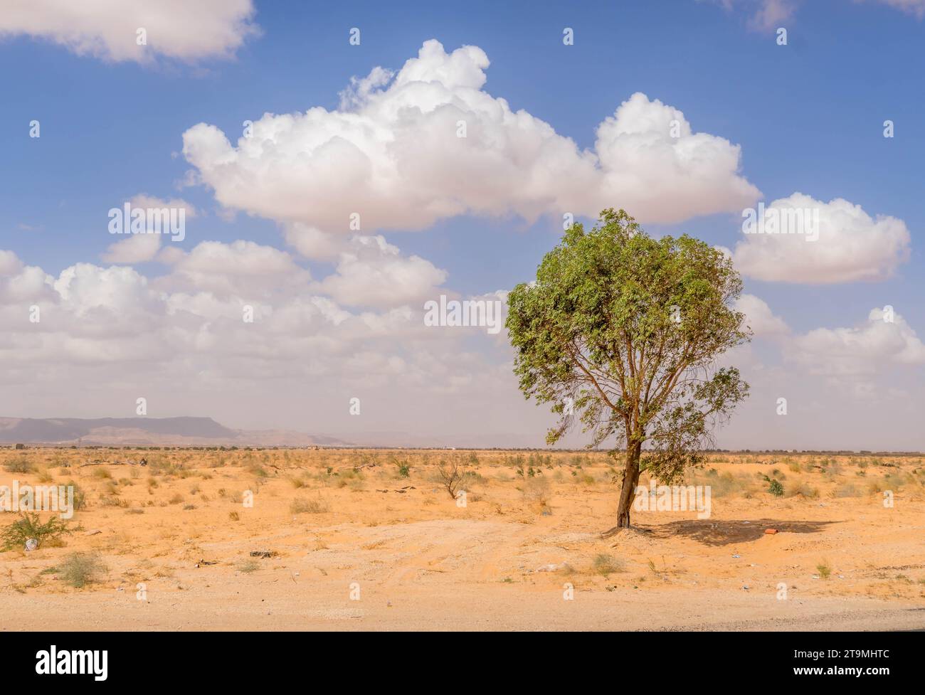 The lonely tree in the middle of Sahara desert during the hot summer in ...