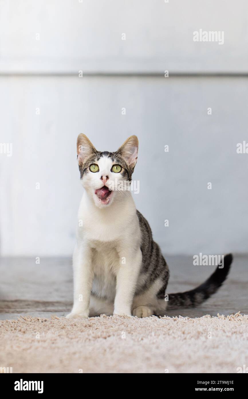 Cute cat licking his lips. Hungry cat pet waiting gourmet food, yummy ...