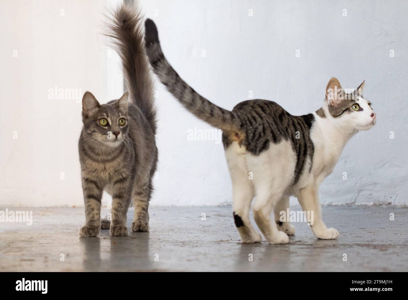 Two cute white cats waiting hi-res stock photography and images - Alamy