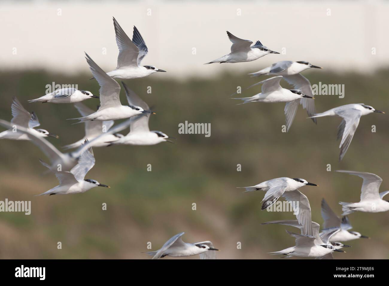 Sandwich Tern (Thalasseus sandvicensis) along the North sea coast ...