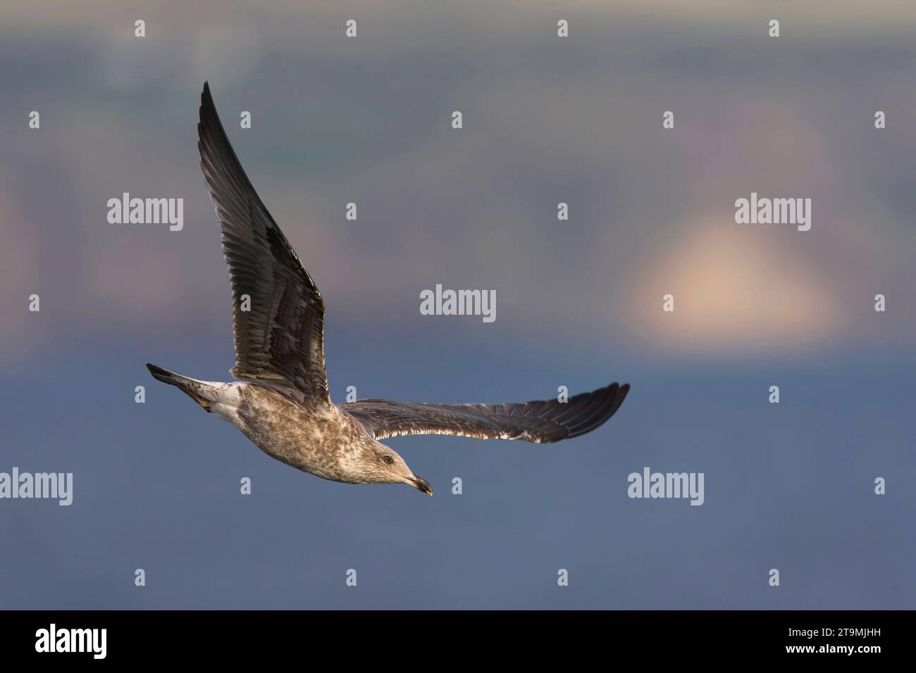 Atlantic Yellow-legged Gull (Larus michahellis atlantis) on the Azores ...