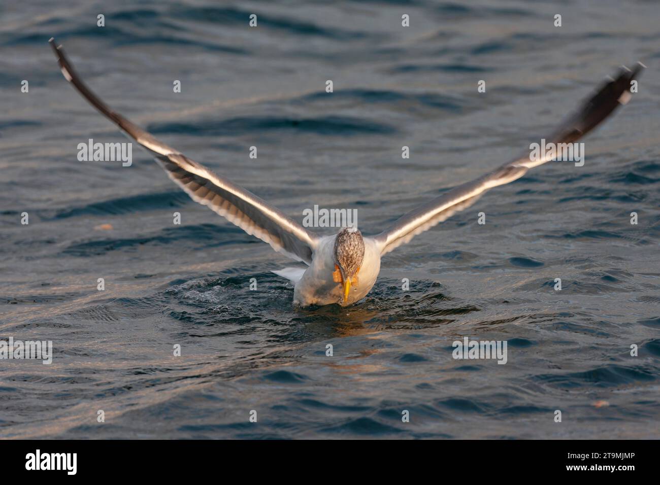 Atlantic Yellow-legged Gull (Larus michahellis atlantis) on the Azores ...