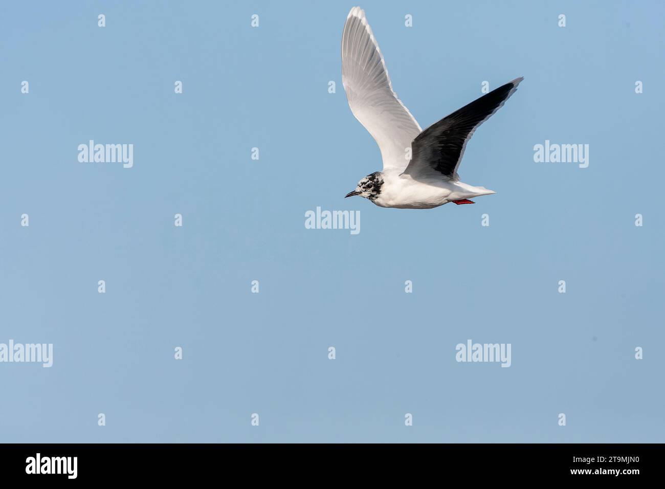 Adult Little Gull (Hydrocoloeus minutus) in flight in the Netherlands ...