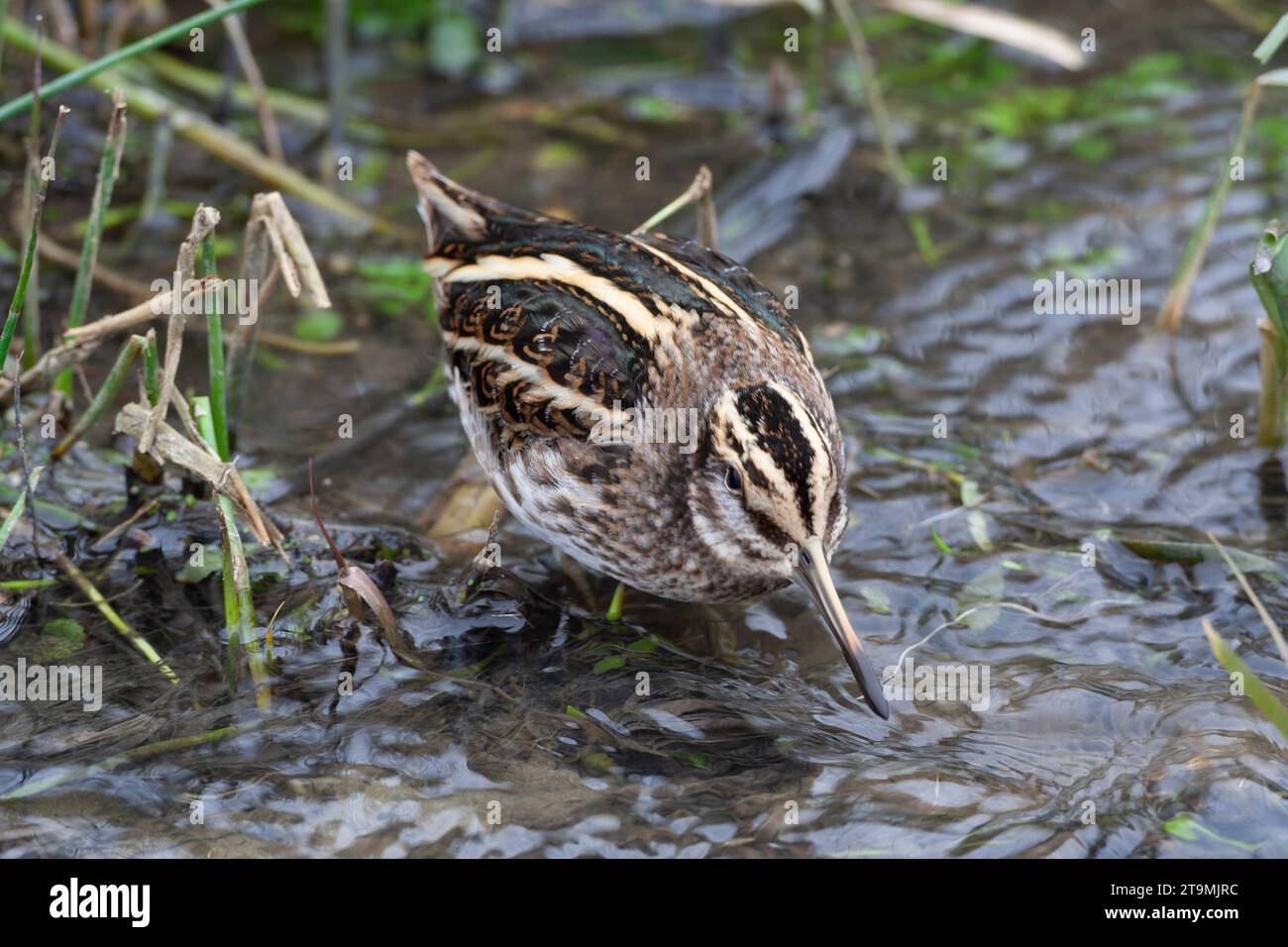 Wintering Jack Snipe, Lymnocryptes minimus, in small ditch with water ...