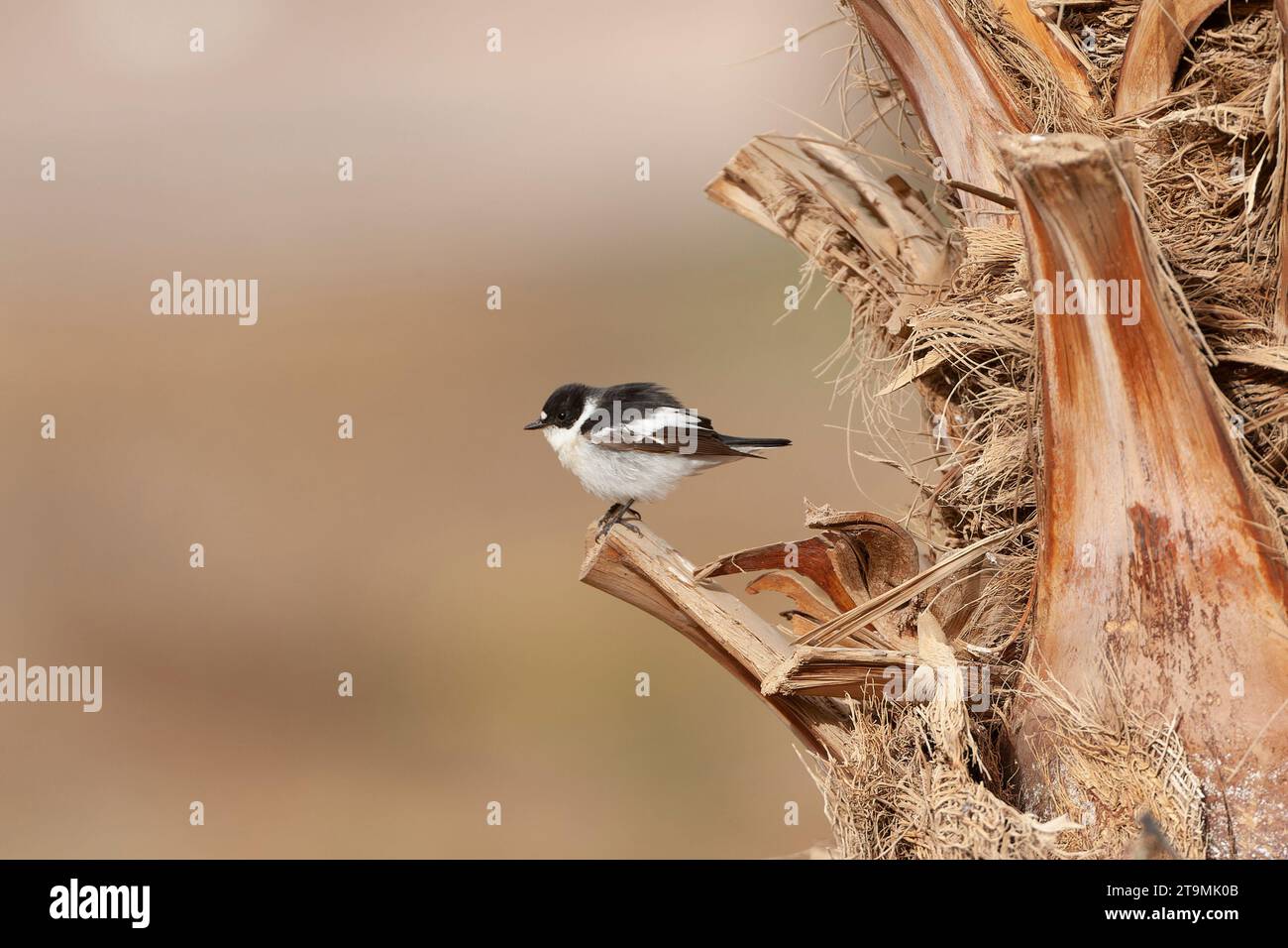 Male Semicollared Flycatcher (Ficedula semitorquata) during spring ...