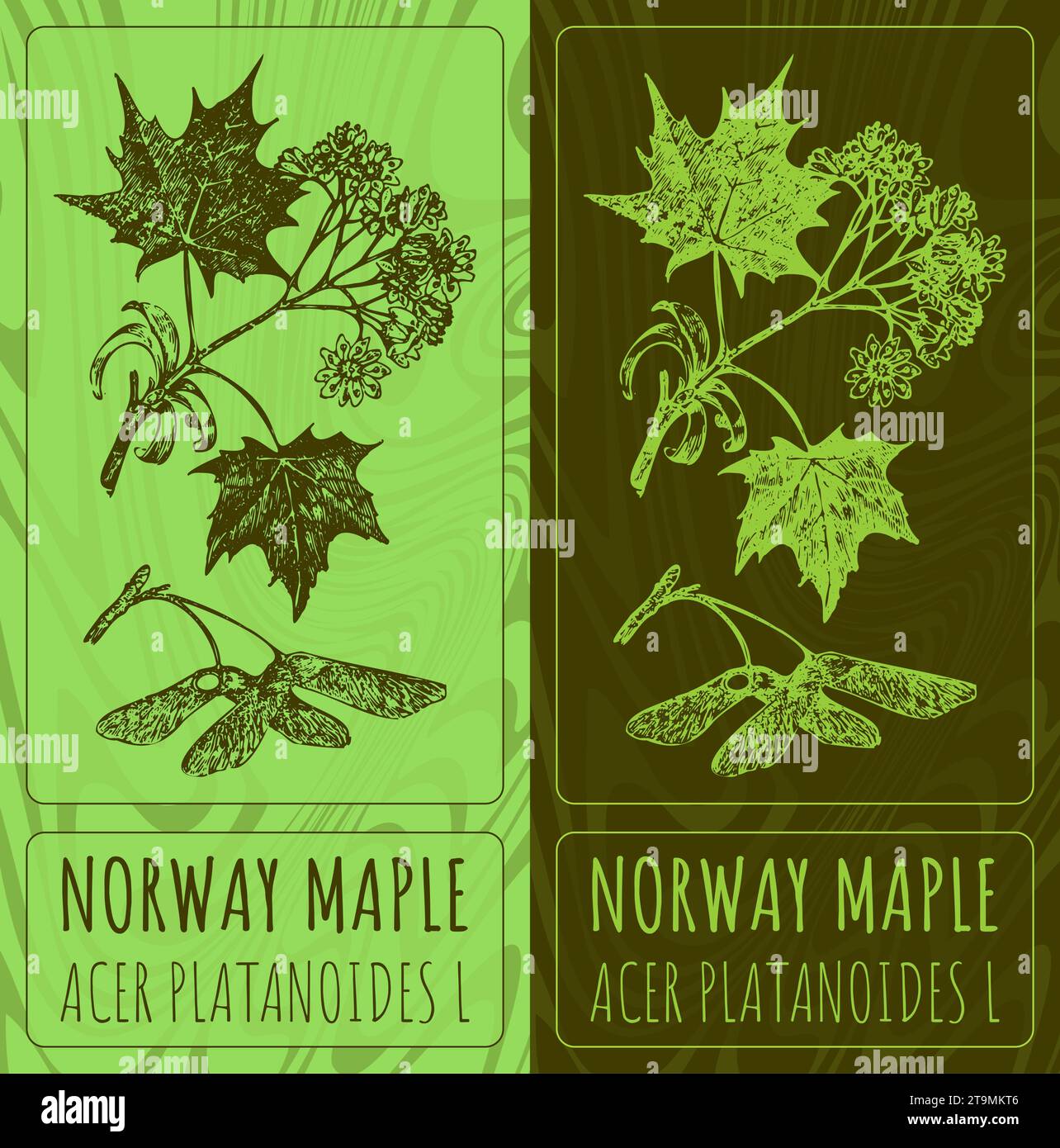 Vector drawings NORWAY MAPLE. Hand drawn illustration. Latin name ACER ...