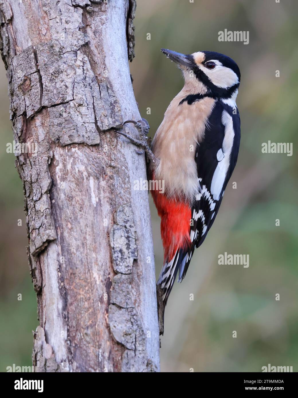 A female Great Spotted Woodpecker Dendrocopus major on an old tree ...